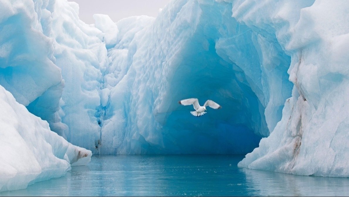 Petition · Stop the willow project - United Kingdom · Change.org