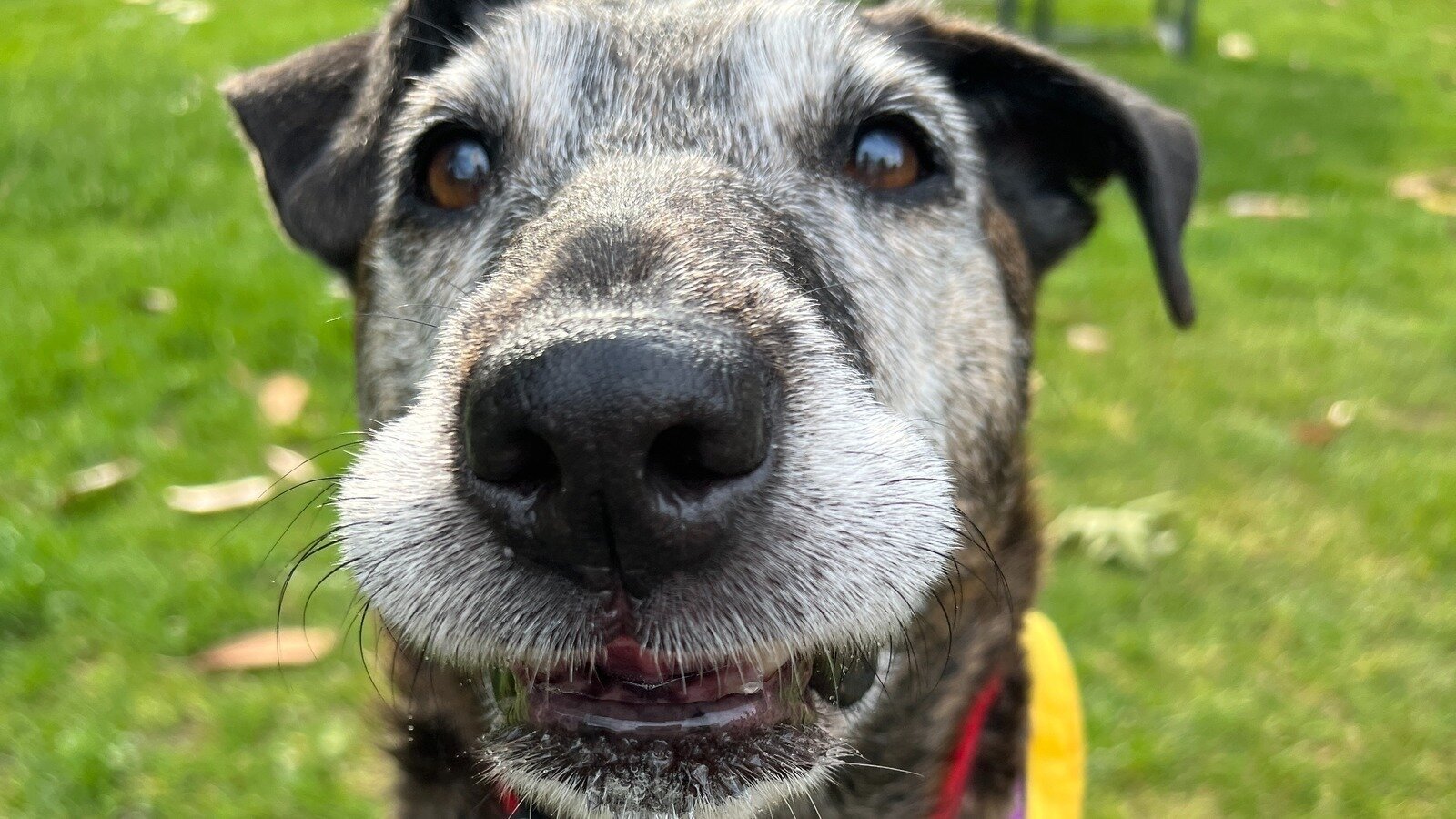 Petition · Demand fair vet pricing in the UK - United Kingdom · Change.org