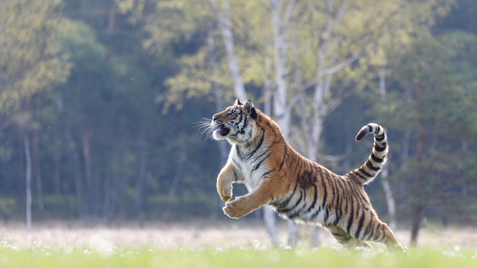 Petition · Stop Tiger hunting in Africa! - South Africa · Change.org