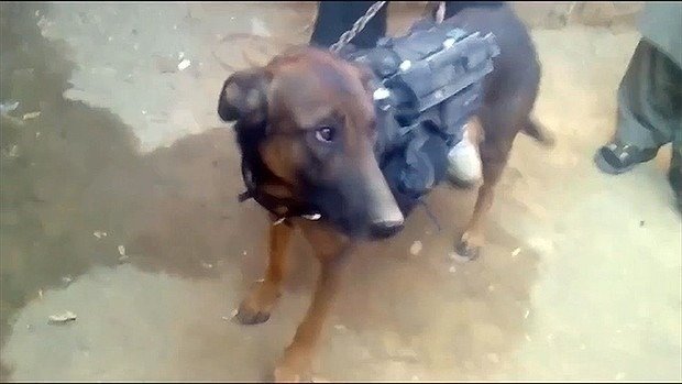Petition · Rescue Our Military Dog Being Held Captive by the Taliban ...