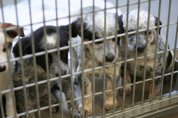 Petition · Support Increase in Animal Population Control Funding in New ...