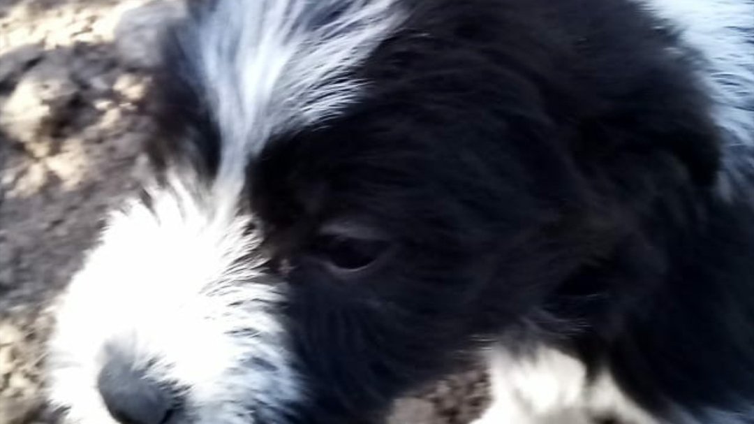 Petición · adoptar un perro panson - Chile · Change.org