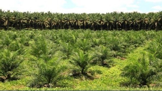 Petition · NO MORE PALM OIL - Australia · Change.org