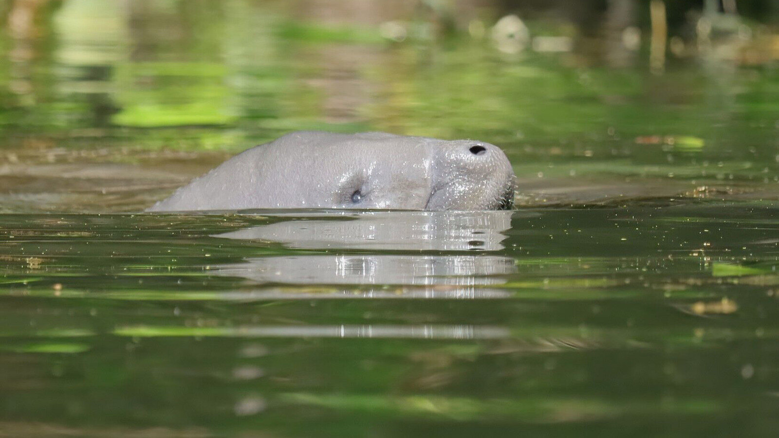 Petition · Save the Manatee in the Silver River - Silver Springs ...