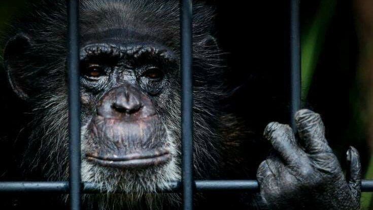Petition · Back To Wild India: Freedom to all caged wild animals and ...