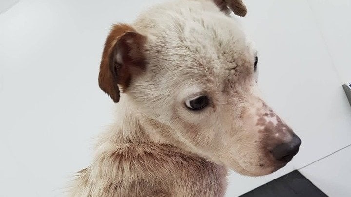 Petition · Stop overbreeding of dogs in Ireland - Ireland · Change.org