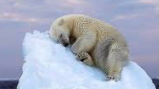 Petition · Stop the willow project to protect our world our animals and ...