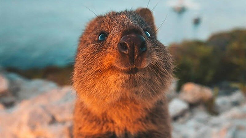 Petition · GIVE THE QUOKKA AN EMOJI - United States · Change.org