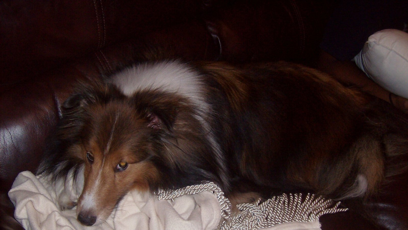 Petition · Ban Dogs Rawhide treats, bones - United States · Change.org