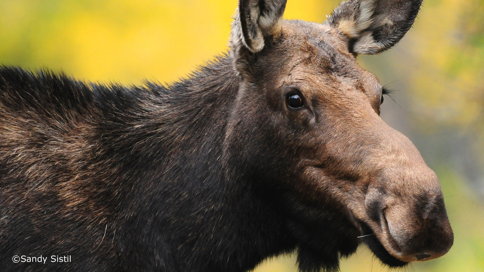 Petition · Fight for Northern Moose - United States · Change.org