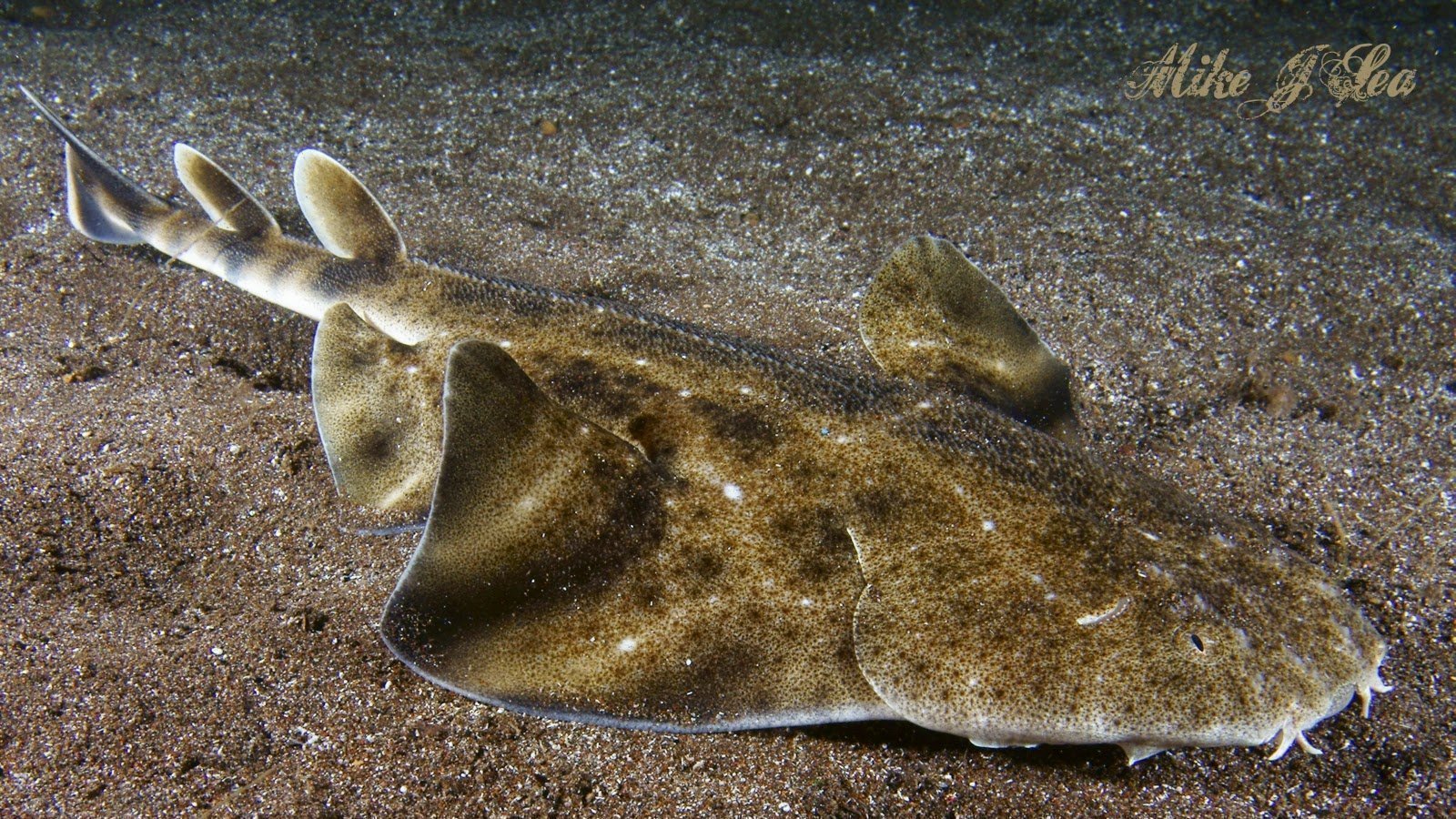 Petition update · We've passed 1,300!! · Change.org · Change.org