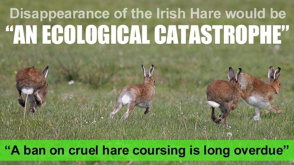Petition update · The disappearance of the Irish Hare would be an ecological catastrophe ...