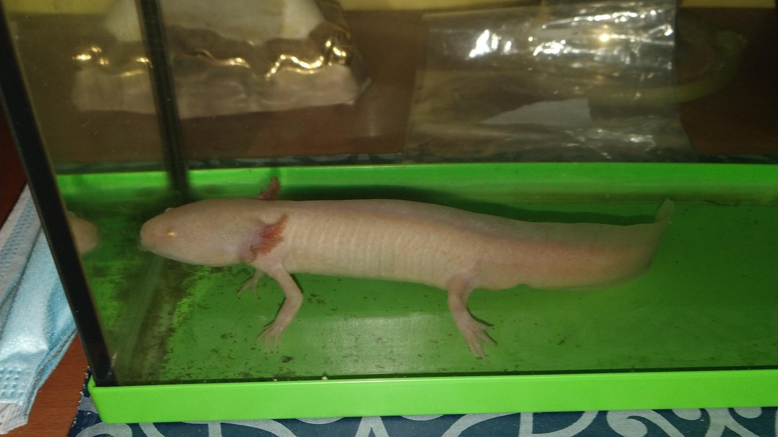 Petición · Que el Pau le compre una mejor pecera al ajolote - España ...