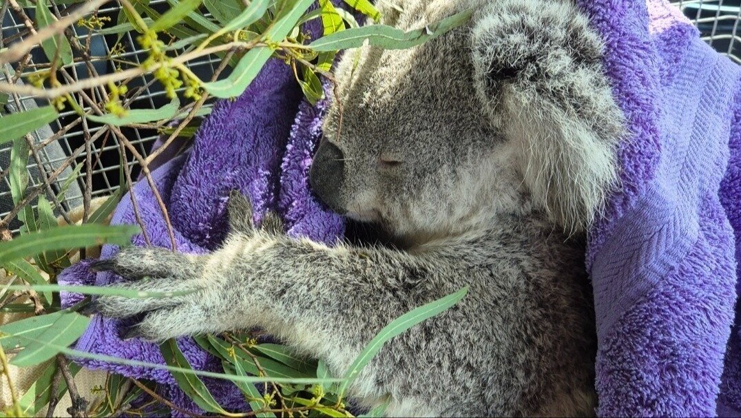 Petition · Take a stand for Koalas! - Australia · Change.org