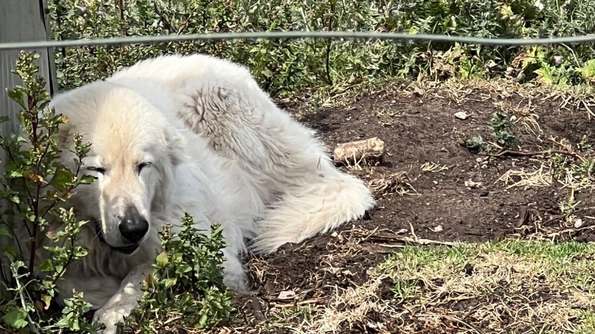 Petition · Animal Cruelty Outrage as public fears for the welfare of ...