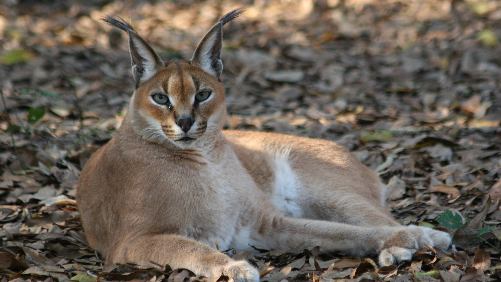 Petition · Save the Indian Caracal - India · Change.org