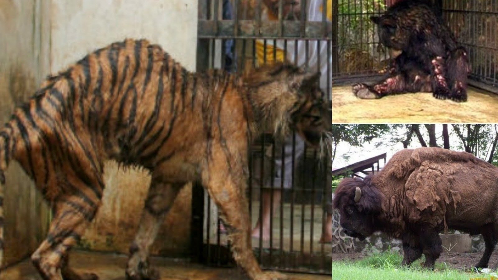 Petición · Tell to Joko Widodo Close the "Zoo Surabaya", in Java ...
