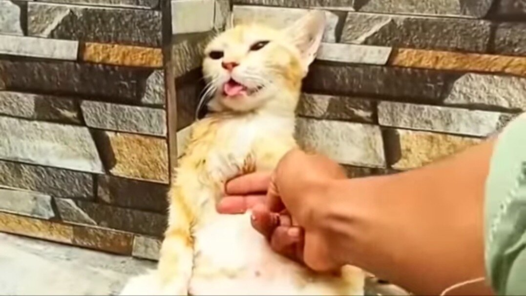 Petition · STOP ALL ONLINE ANIMAL ABUSE INCLUDING FAKE RESCUES - United ...