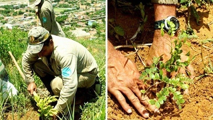 Petition · Keep the Earth healthy by planting more trees. Cut down your ...