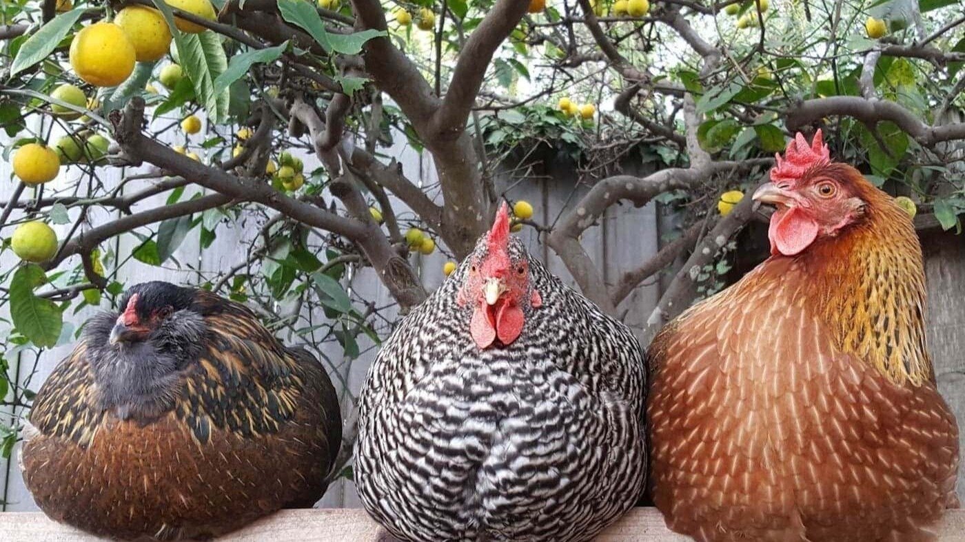 Petition · Rid Warren County's new chicken ownership permit law ...