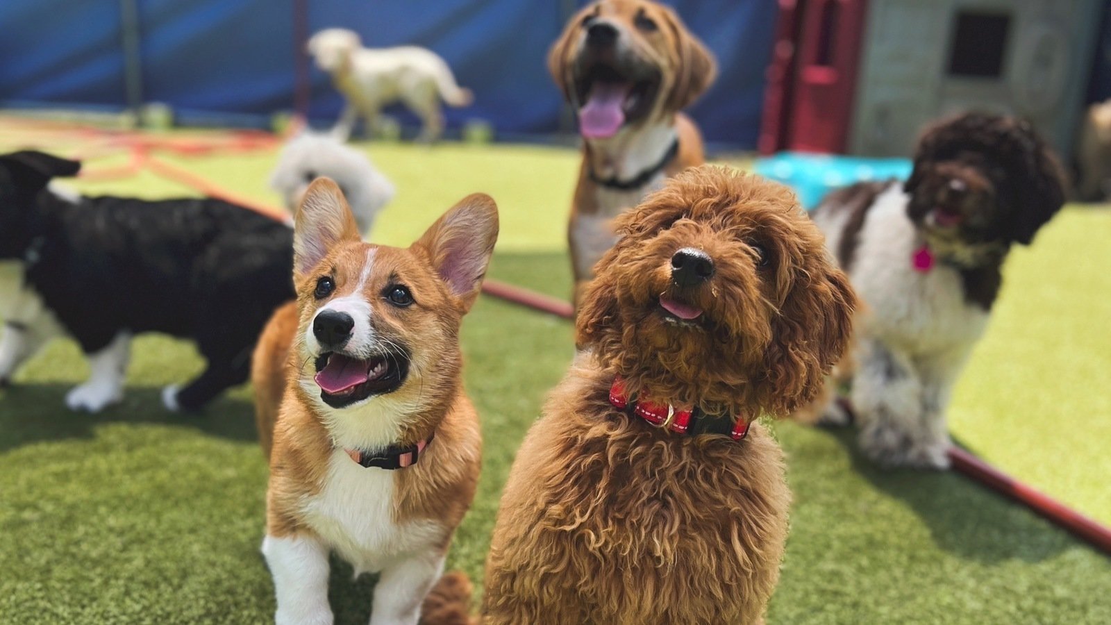 Petition · Create a Dog Sports Park for the Atlanta Dog Community ...