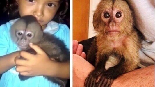 Petition · Monkey with Permit: A New Frontier for Illinois. - United ...