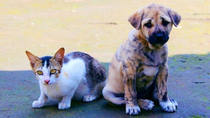 Petition · Saving and Helping Stray Animals - Philippines · Change.org