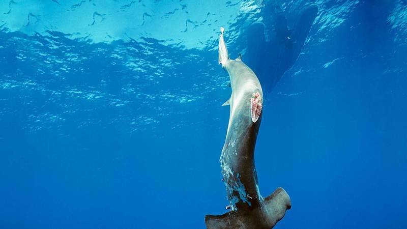 Petition · Ban shark finning! · Change.org