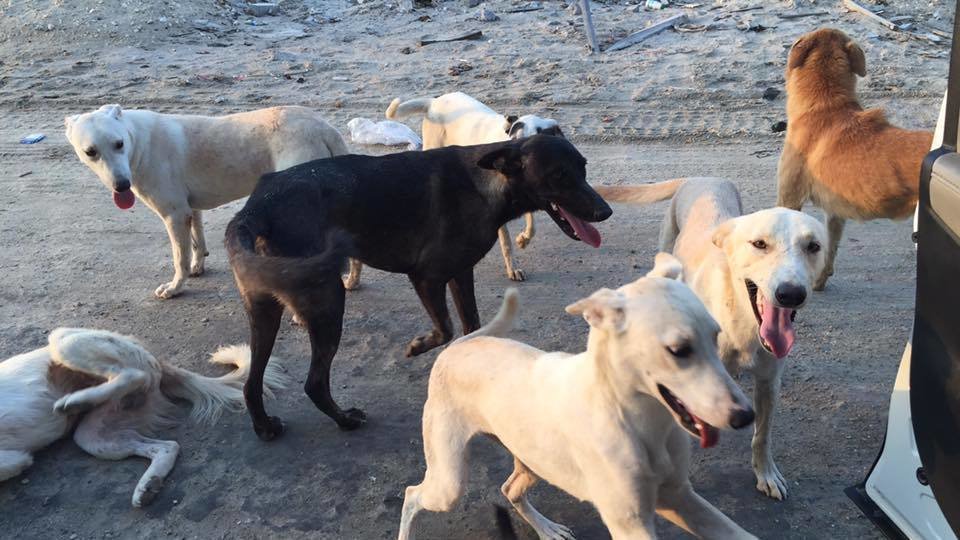 Petition · Save stray dogs of Bahrain-Please adopt; don't kill ...