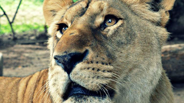 Petición · La Leona Baguira debe ser enviada a un Santuario en Estados ...