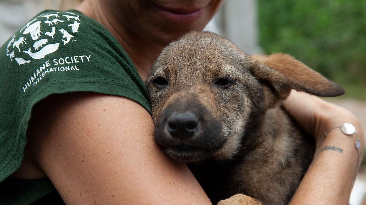 Petition · Promote Animal Welfare: Establish a Safe Environment for All ...