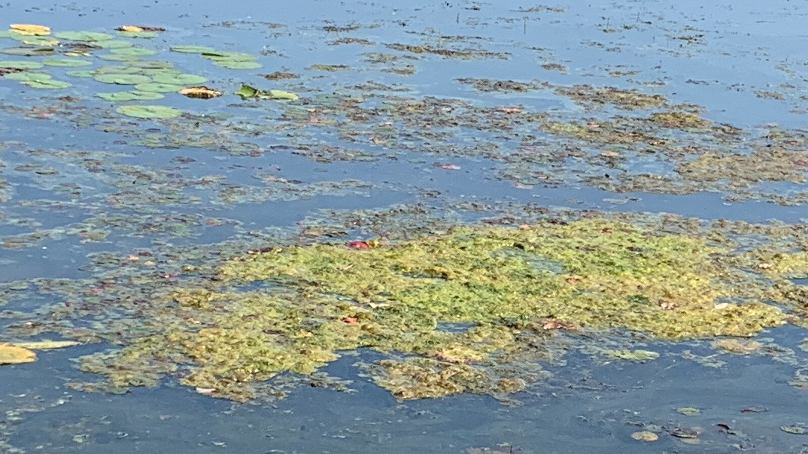 Petition update · DESTRUCTION DES MILIEUX HUMIDES, IMPACTS SUR LE LAC ...