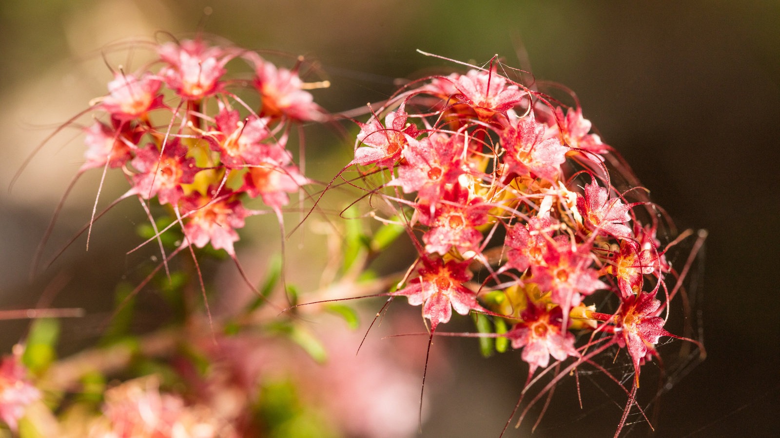 Petition · Save Jennifer Street - Australia · Change.org