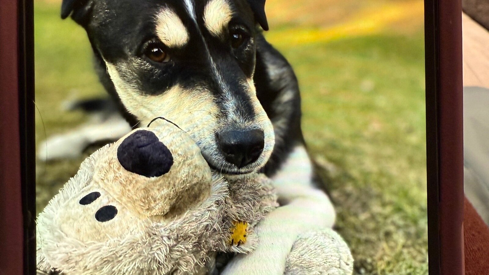 Petition · Implement Stricter Regulations for Animal-Safe Treat Bags ...