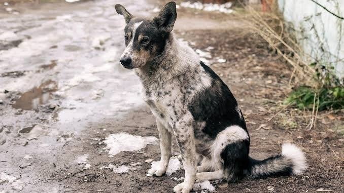 Petition · To help stray animals to be fed and given a home to stay ...