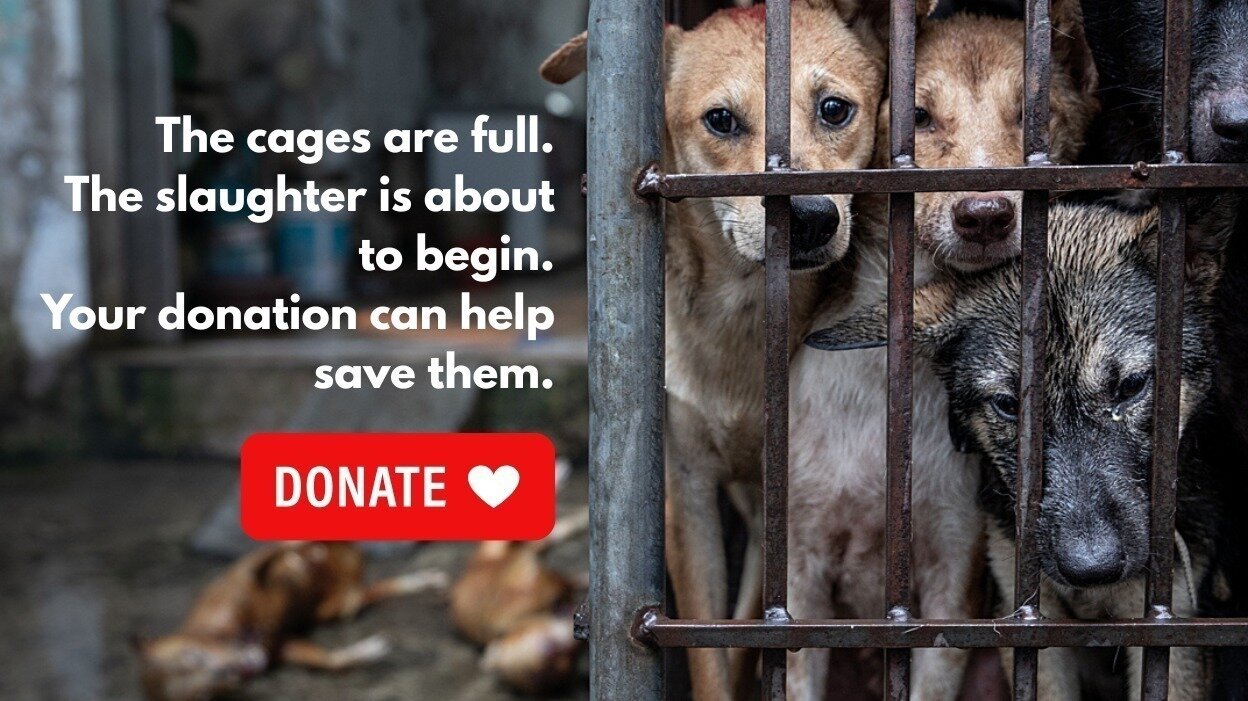 Petition update · Dogs are still being butchered · Change.org · Change.org
