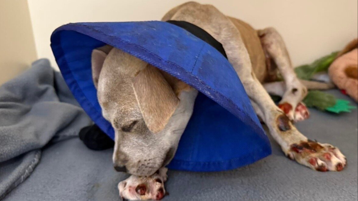 Petition update · SIGN THIS PETITION FOR JUSTICE FOR THIS PUPPY ...