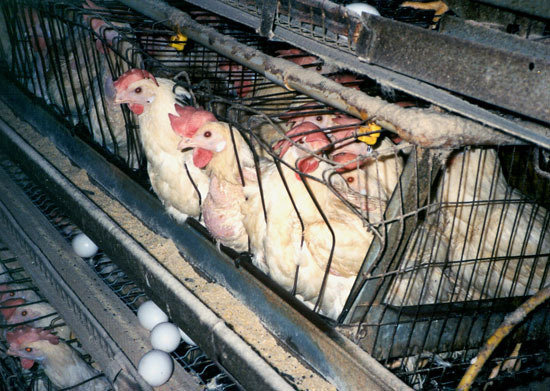 Petition · Oppose the Cruel Practice of Factory Farming of Egg-Laying ...