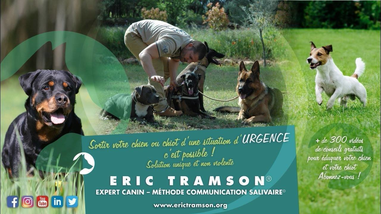 Pétition · JUSTICE POUR LA CHIENNE JESSY - France · Change.org