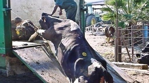 Petition · Save cows from death camps - United States · Change.org