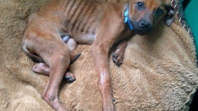 Petition · Increase Food Aid for Struggling Animals in Leesburg, VA ...