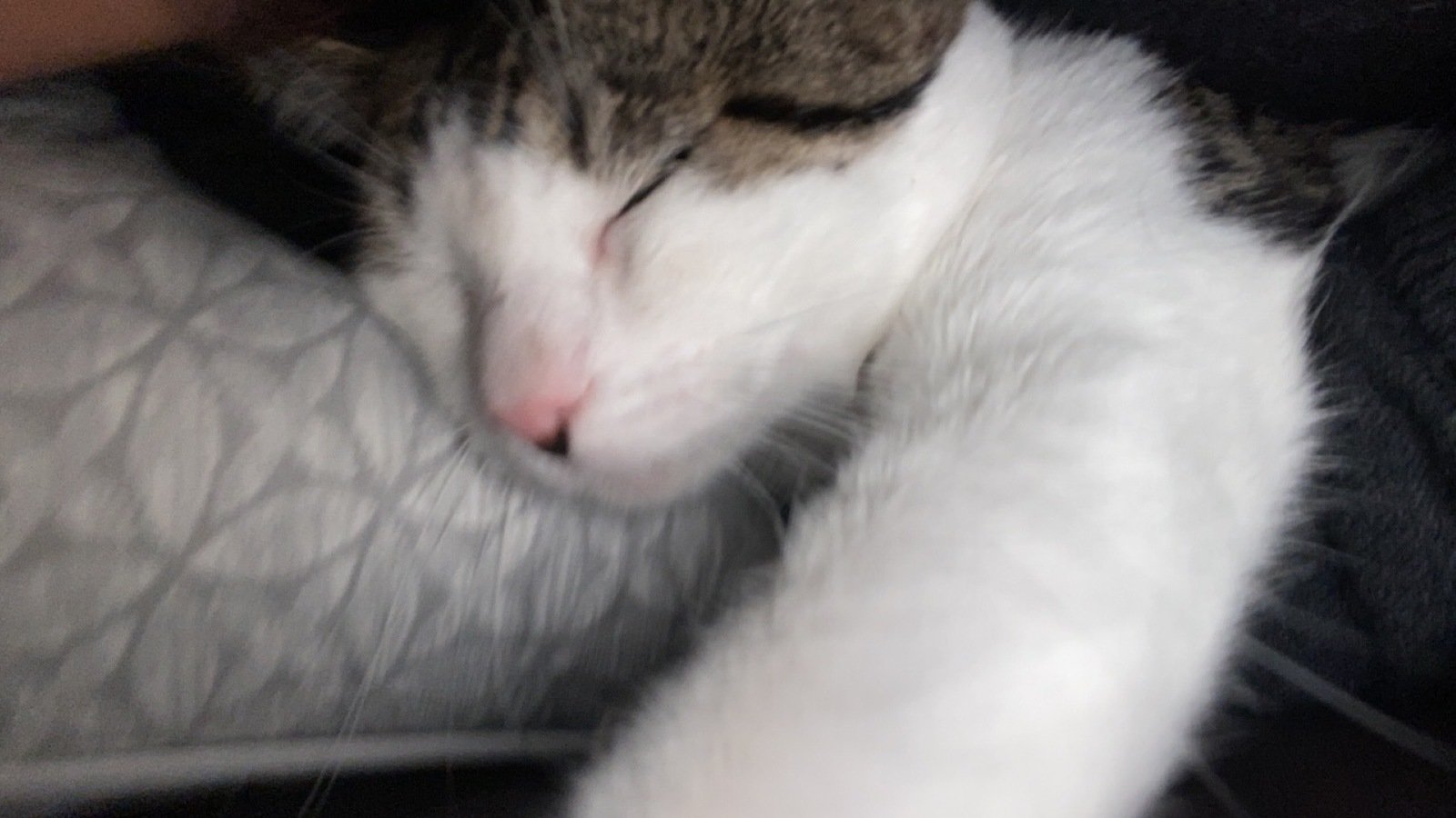 Petition · Stop Maddy from hating kai - United States · Change.org