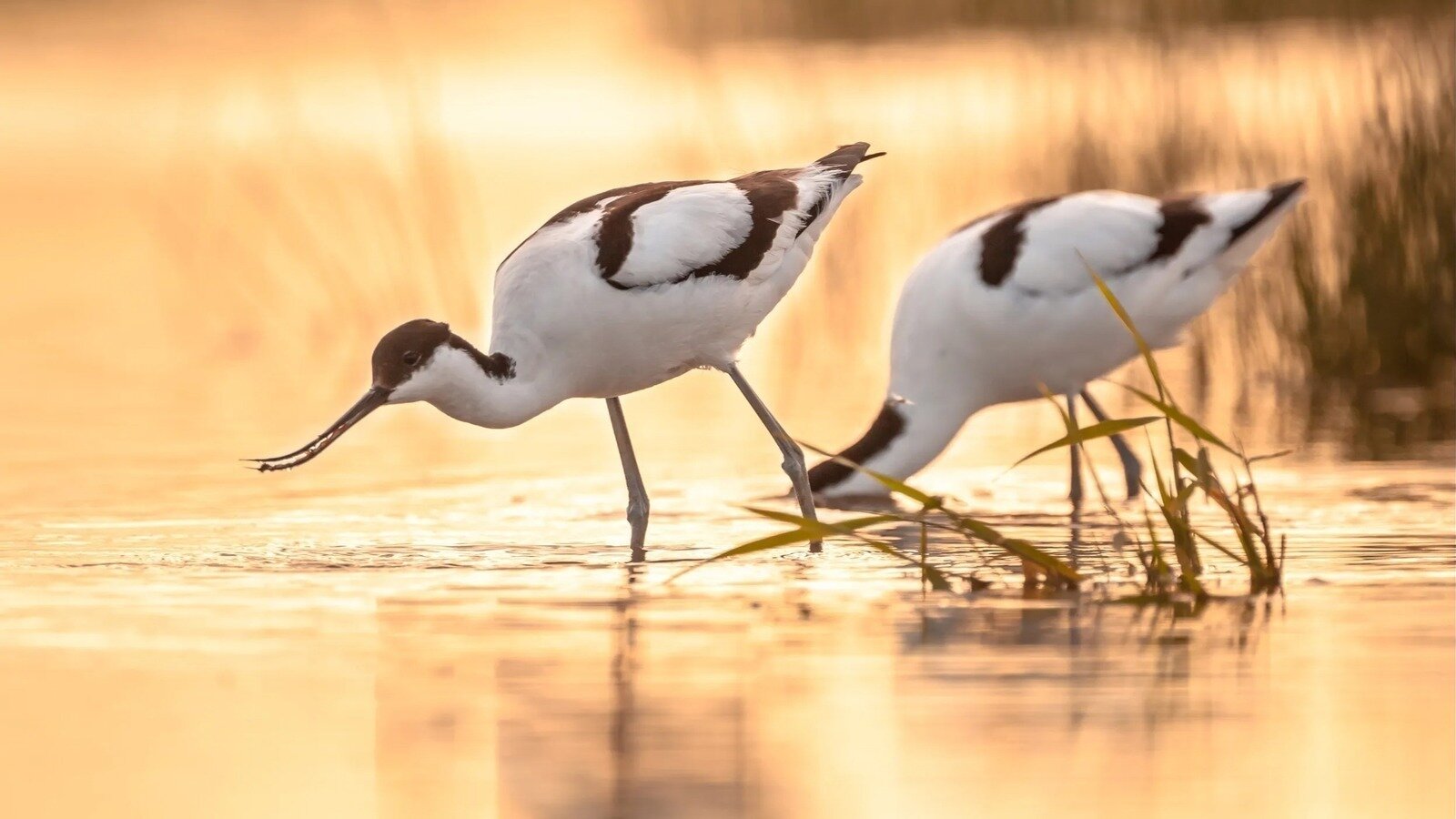 Petition update · Rare Birds nesting in proposed SAFC Solar farm Site ...