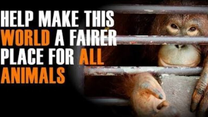 Petition · Stop animals abuse! Make strict laws on them so that humans ...