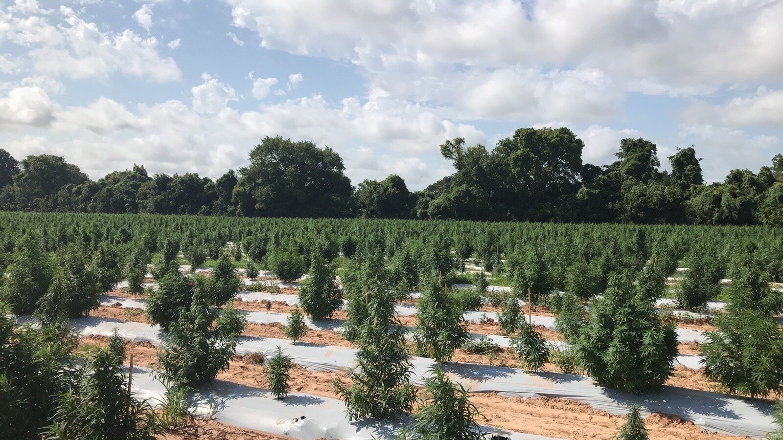 Petition · Save Industrial Hemp - United States · Change.org