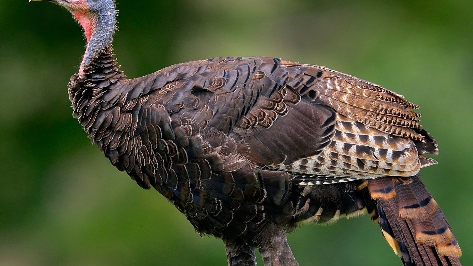 Petition · Make the ONU Turkey a Permanent Part of Campus - Ada, United ...