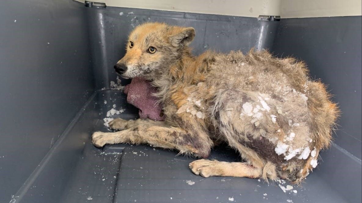 Petition · Promote Animal Welfare and Conservation Efforts in Cabuyao ...