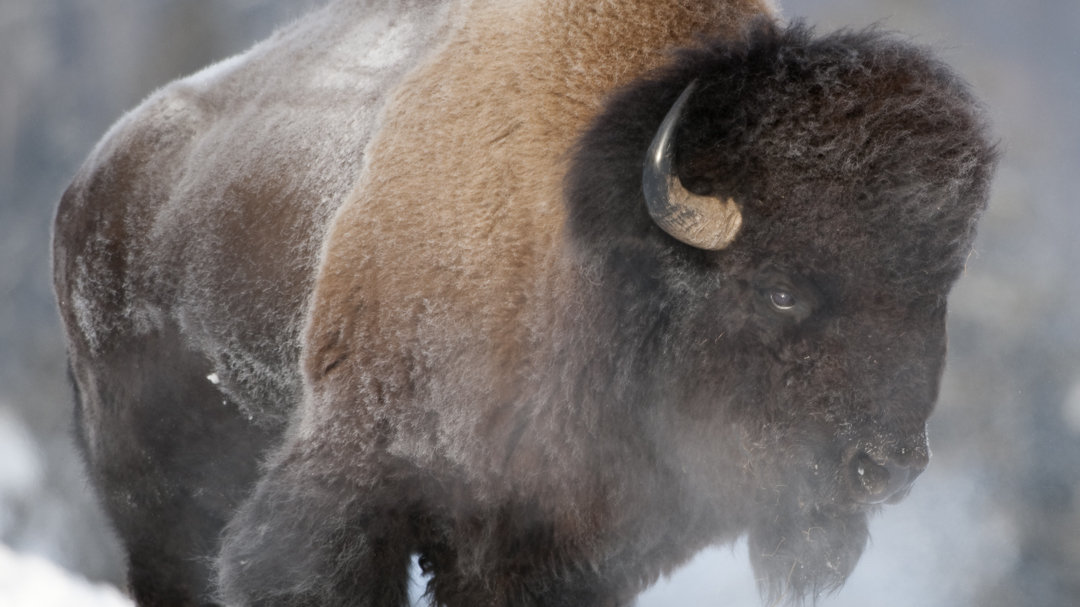 Petition · Harding: Bisons to Bison - United States · Change.org