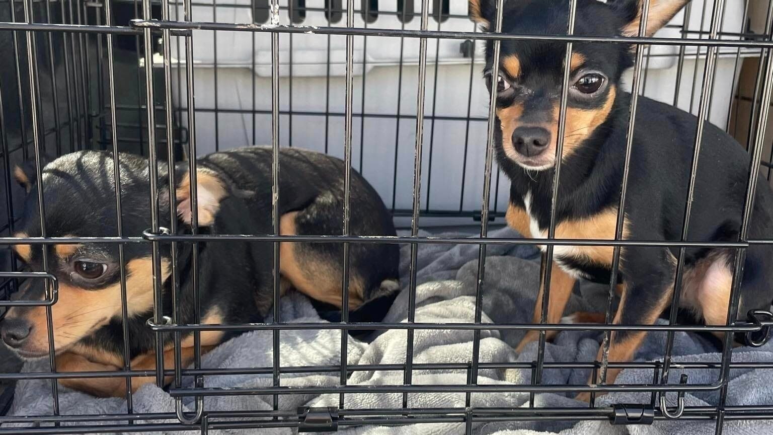 Petition · Establish Safe Animal Surrender Sites in Waterloo, ON ...