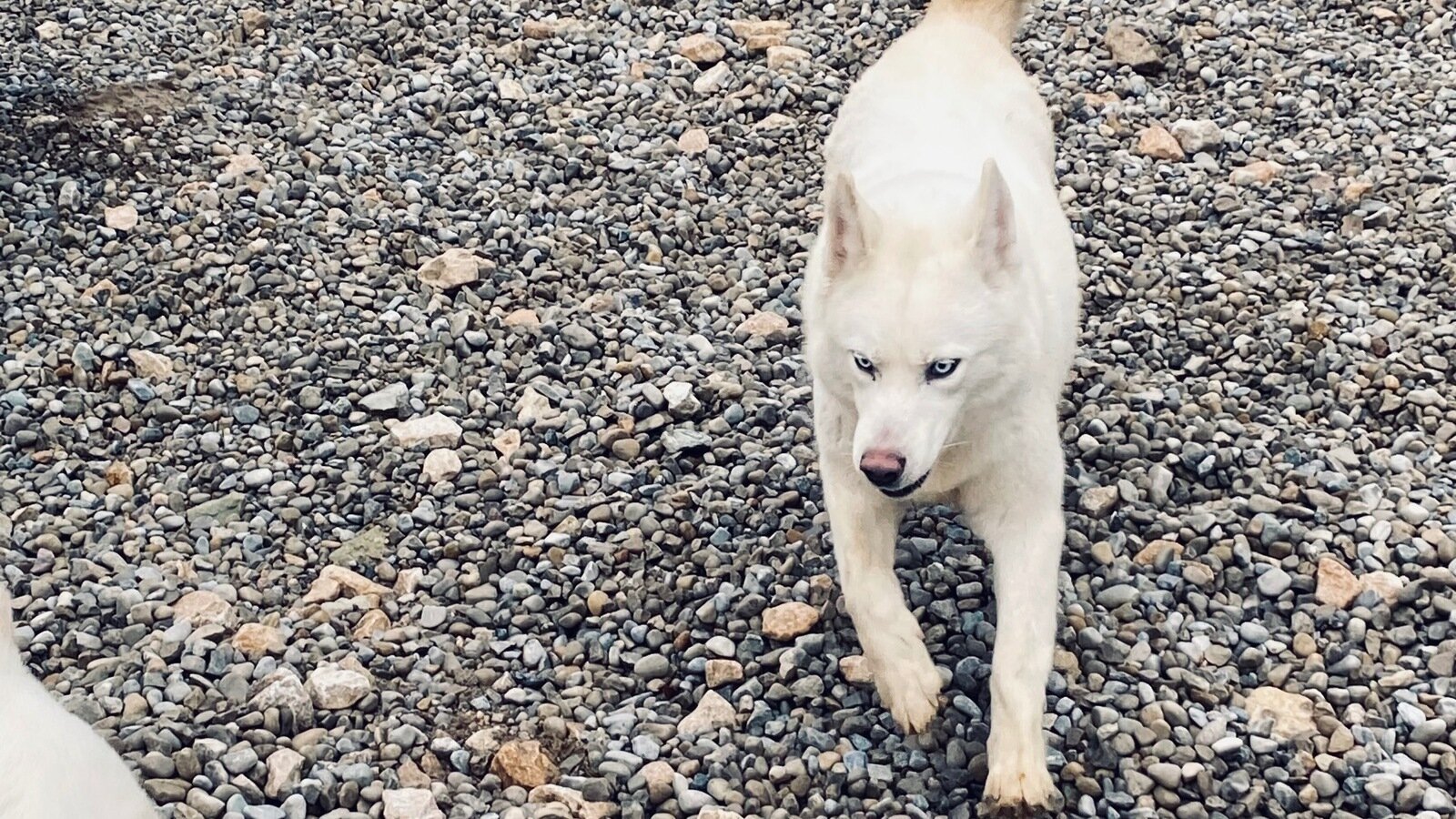 Petition · Justice for Mia… charge a dog killer! - United States ...